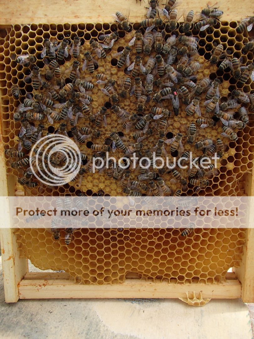 Mini Mating Nuc | Beesource Beekeeping Forums